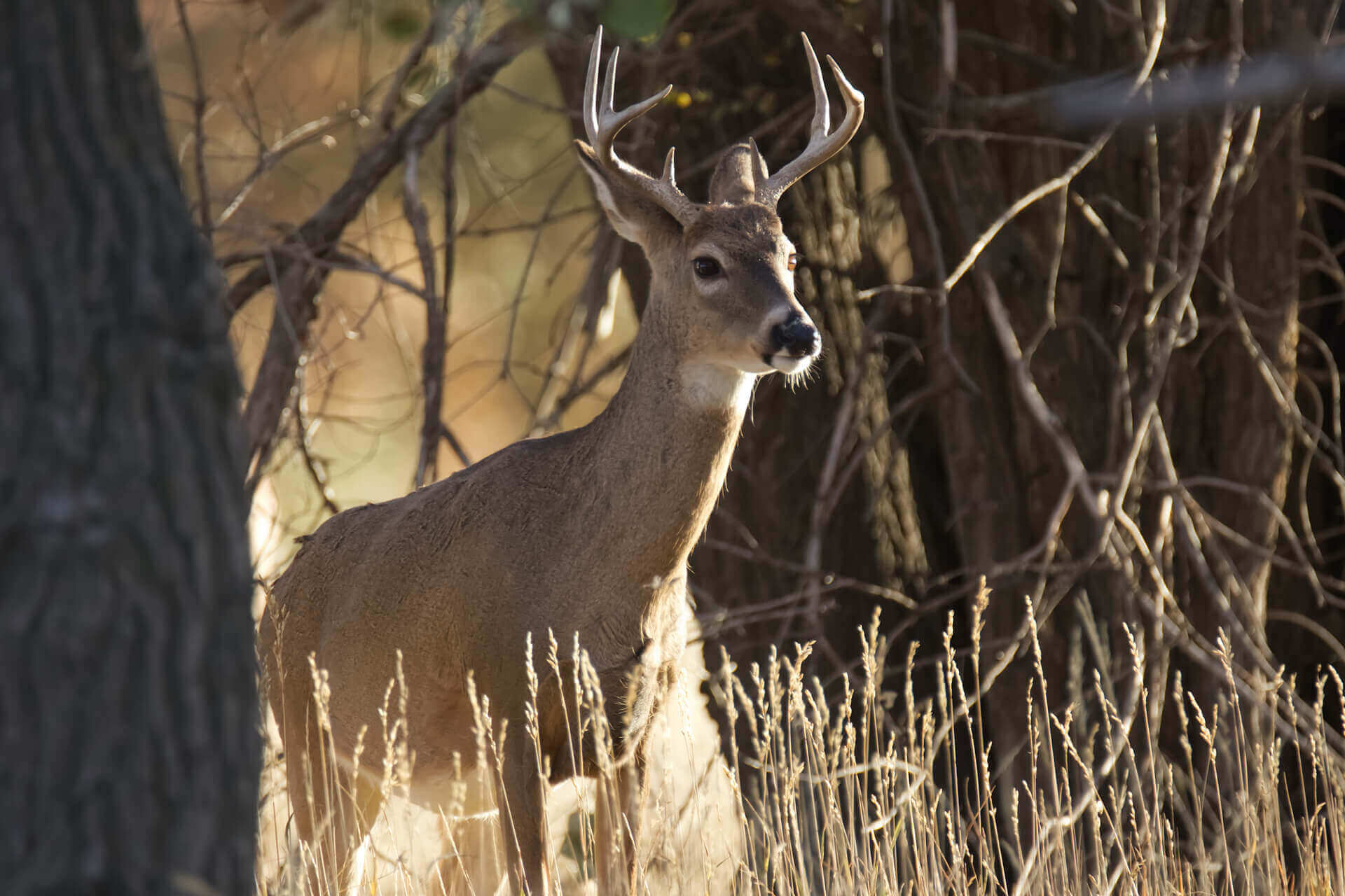 Allow municipalities to try new deer control | Lesniak Institute ...
